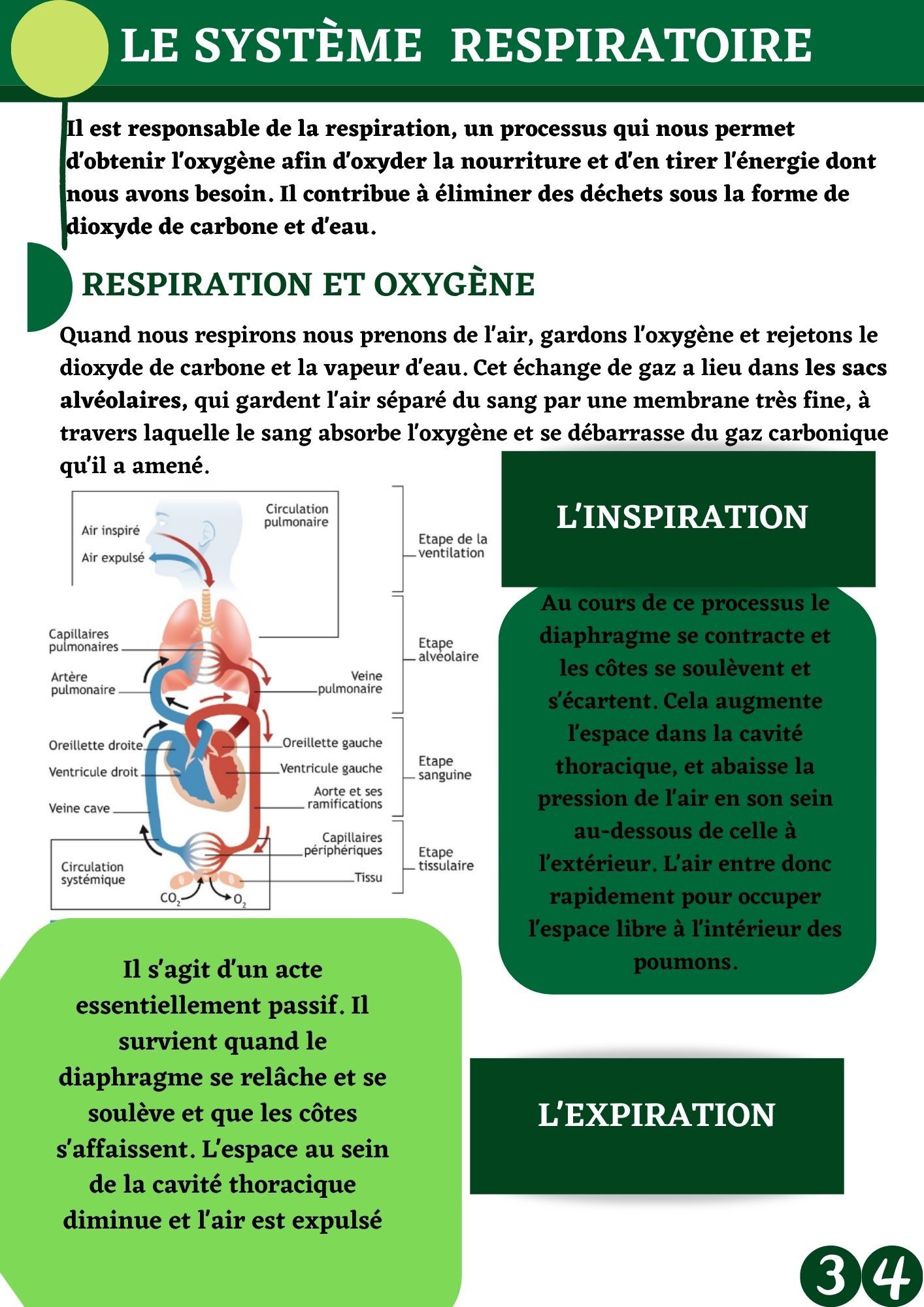 le système respiratoire